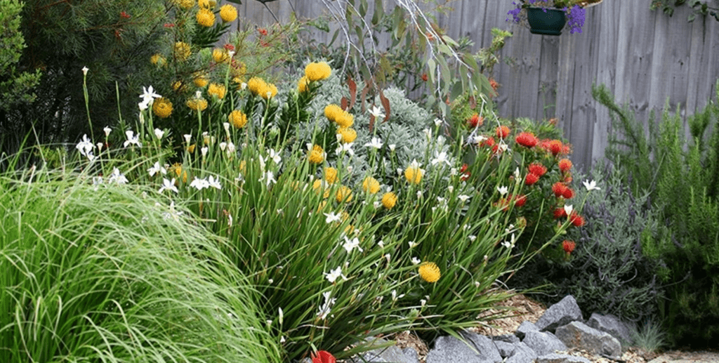Plant a Native Verge Garden - Why / How? - Switch Your Thinking