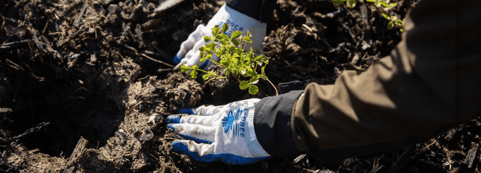 Planet Arks National Tree Planting Day 2024 - Switch Your Thinking