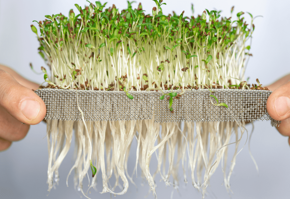 Microgreens Workshop - Switch Your Thinking