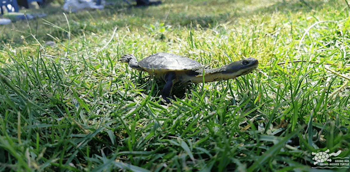 Turtle Information Talk and ‘Turtle Tracker’ Training - Switch Your ...