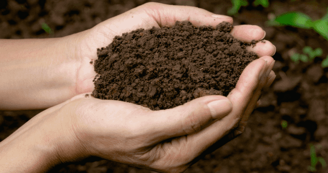 Building And Caring For Healthy Soil - Switch Your Thinking