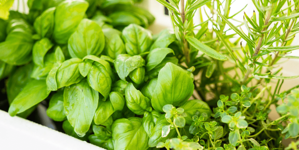 Wicking Bed Workshop - Switch Your Thinking