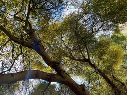 Thinking Green: Old trees, young trees - Switch Your Thinking