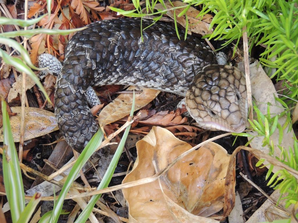 Cockatoo KIDs – Planting with SERCUL at Bannister Creek - Switch Your ...