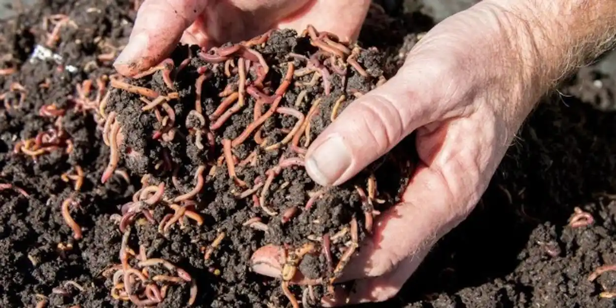 Worm Farming Workshop - Switch Your Thinking