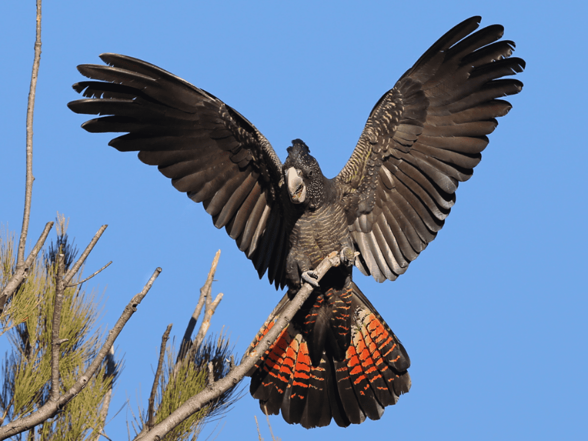 Thinking Green: Great Cocky Count - Switch Your Thinking