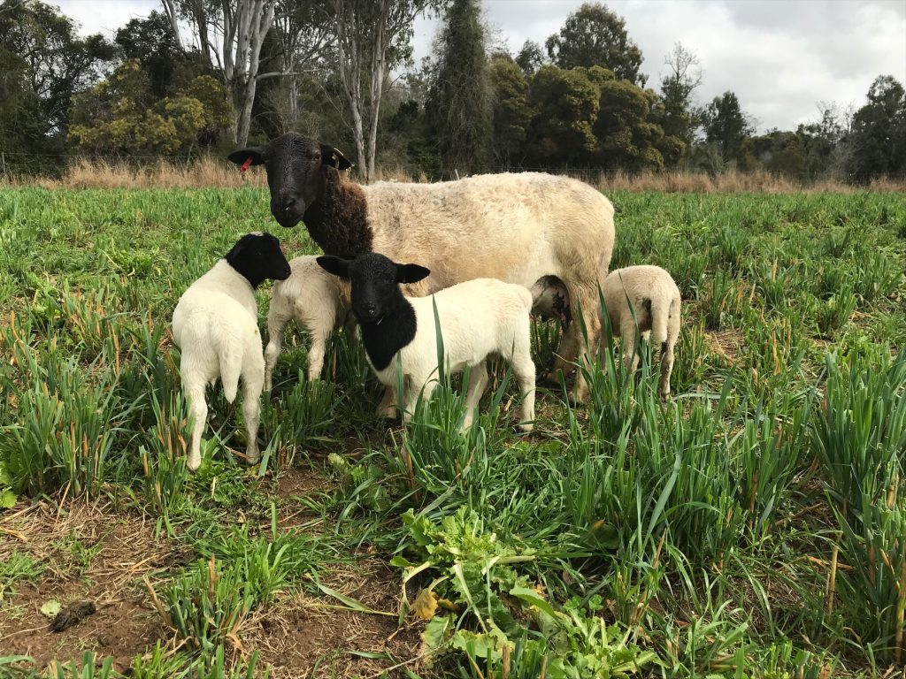 Top Sheep & Goat Feeda - Top Country