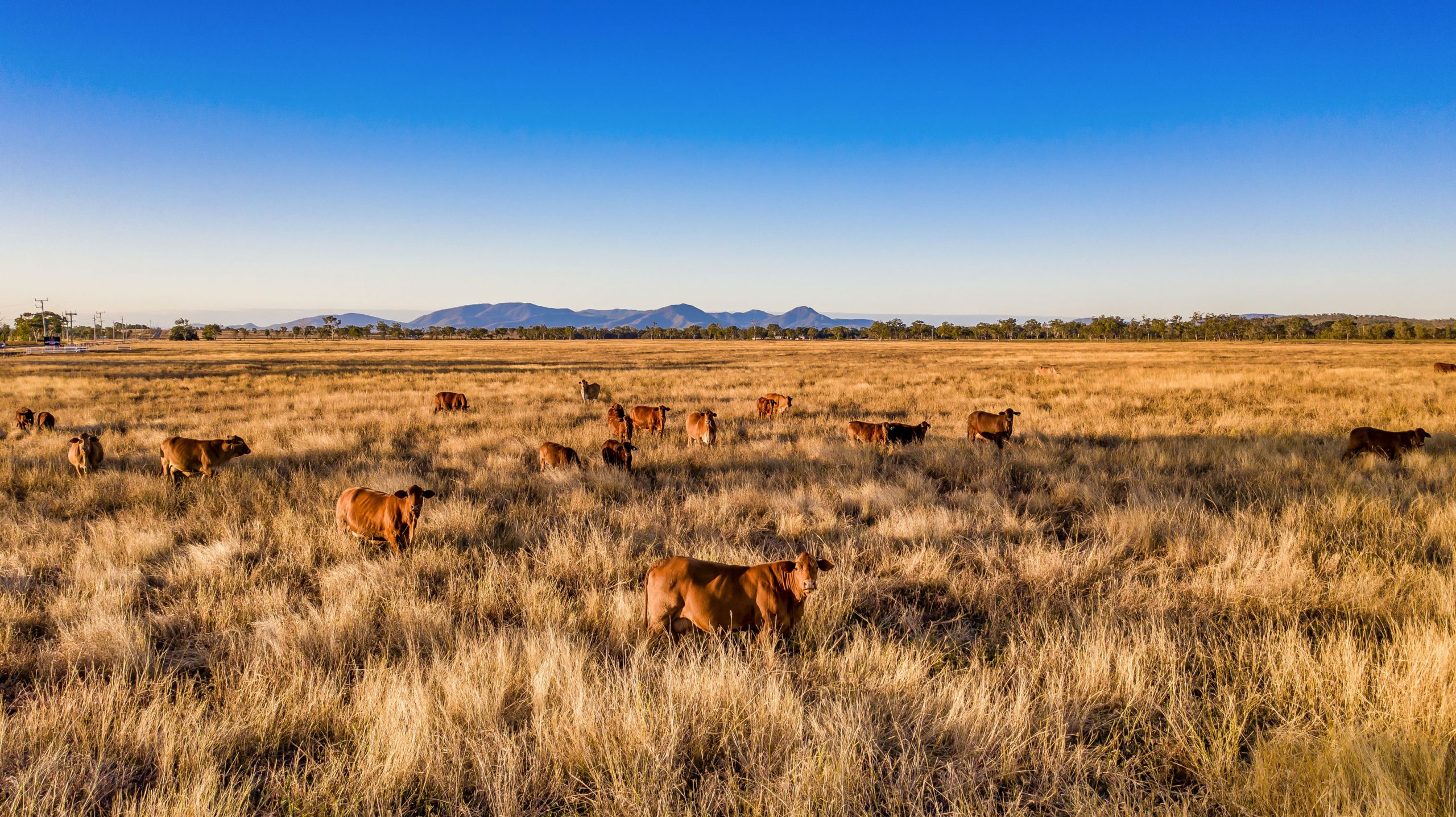 Supplementing on Buffel Grass - Top Country
