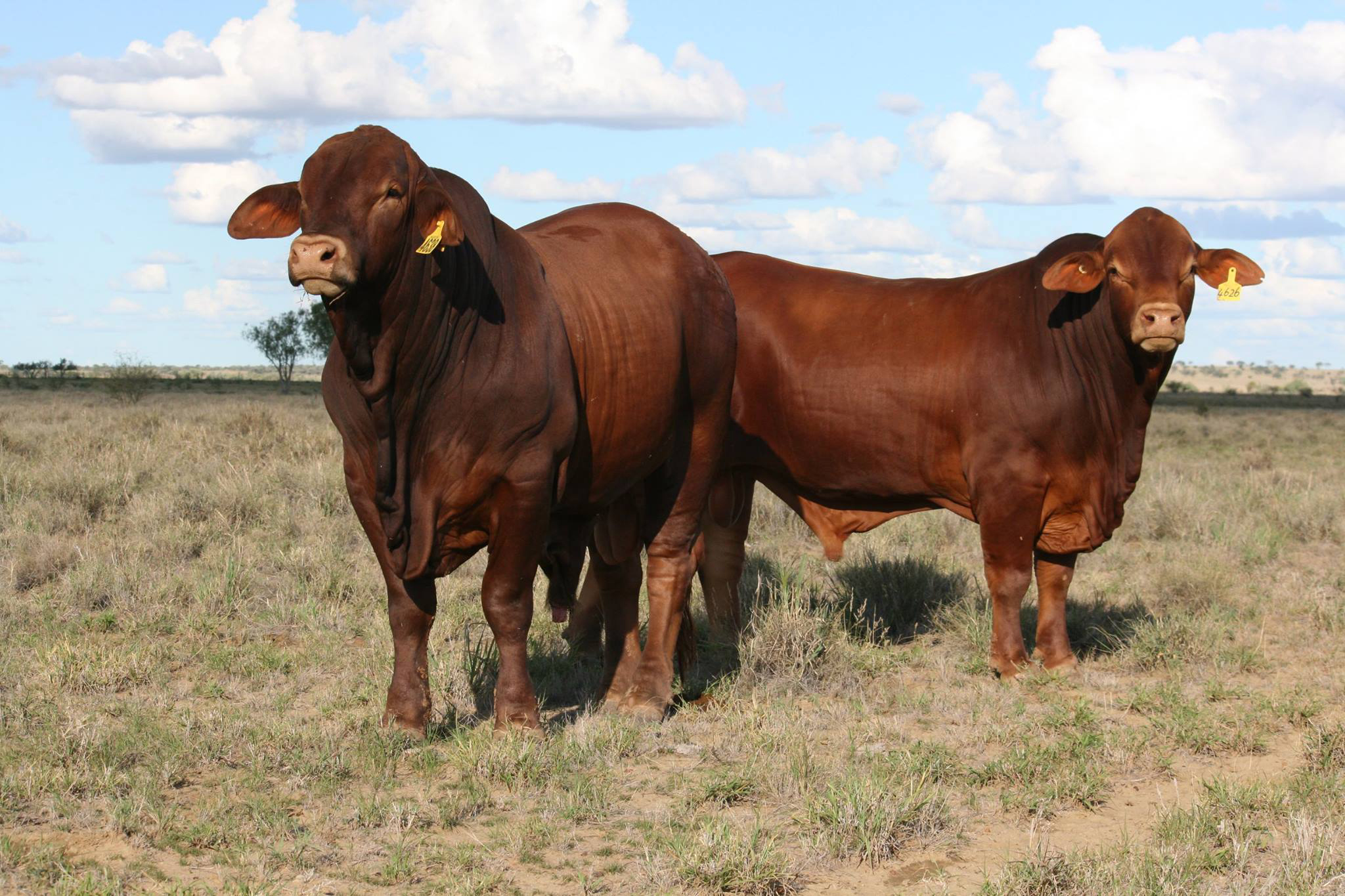 Beef Livestock Nutrition - Top Country
