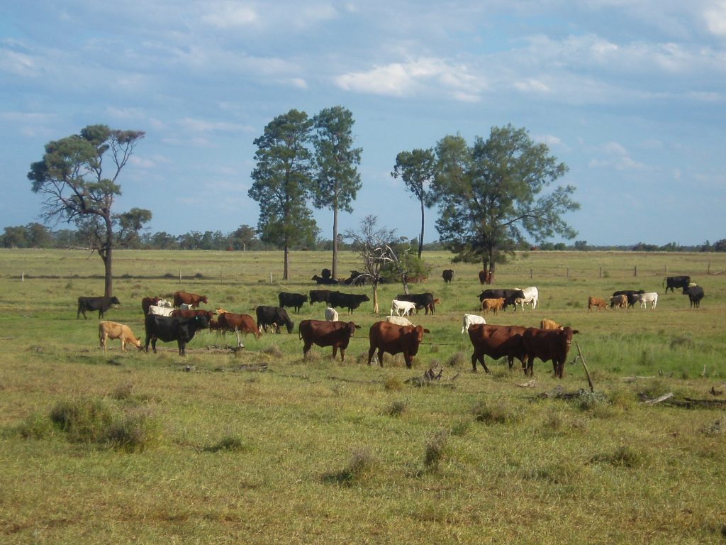Principles of Pasture Growth - Top Country