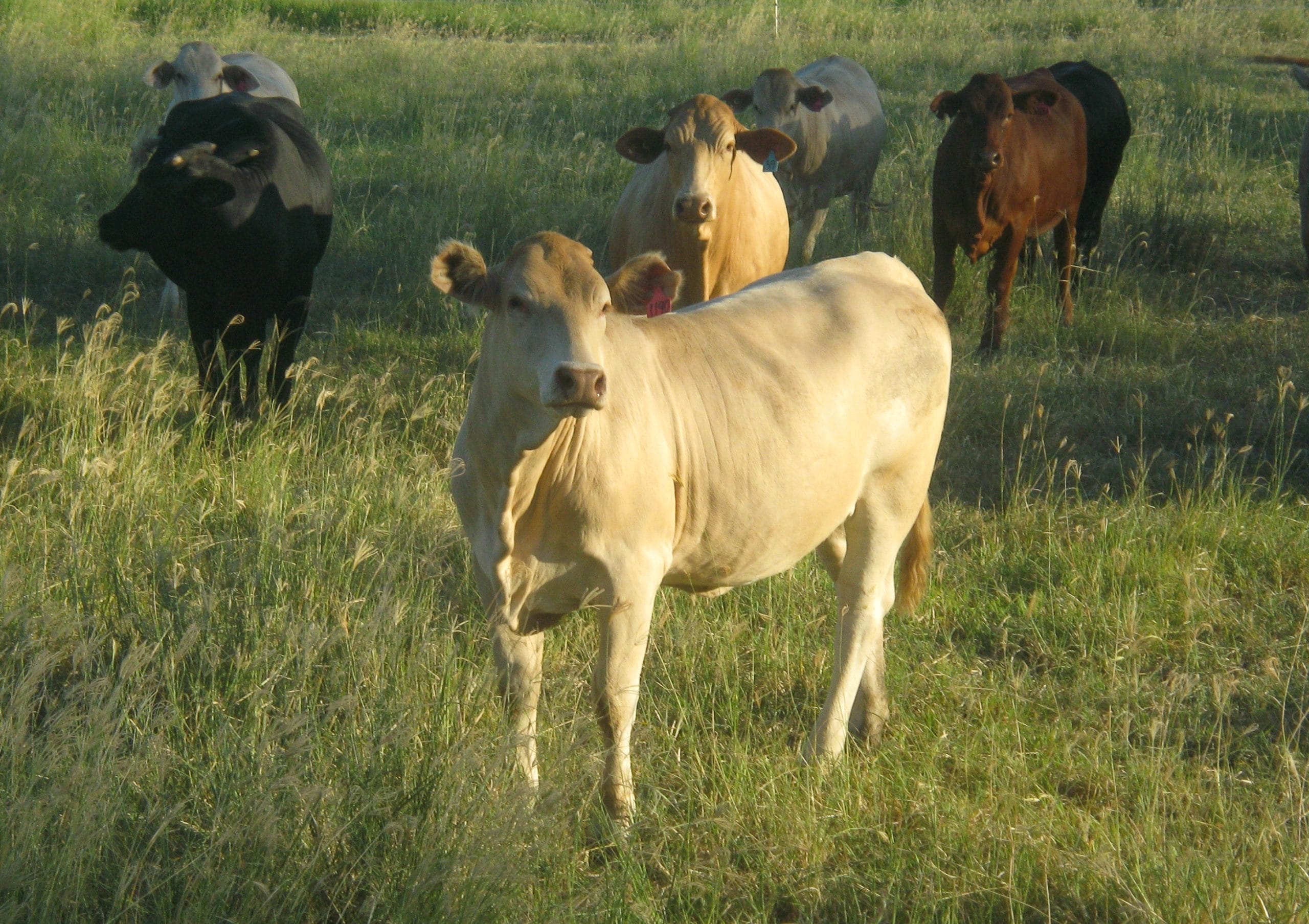 Managing Bloat in Spring - Top Country