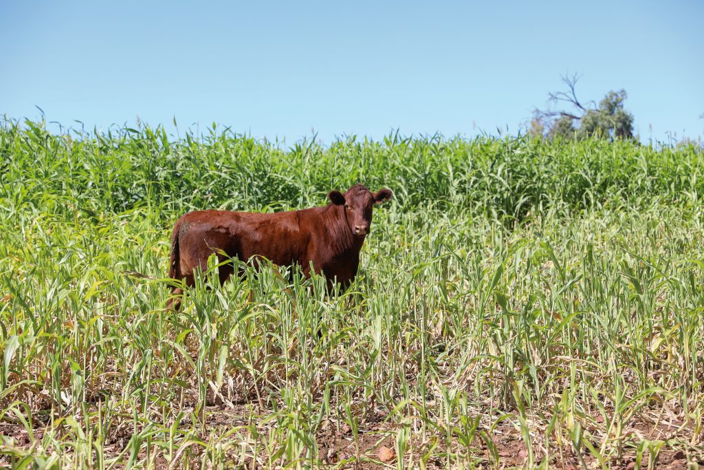 Prussic Acid and Sulphur Supplementation - Top Country