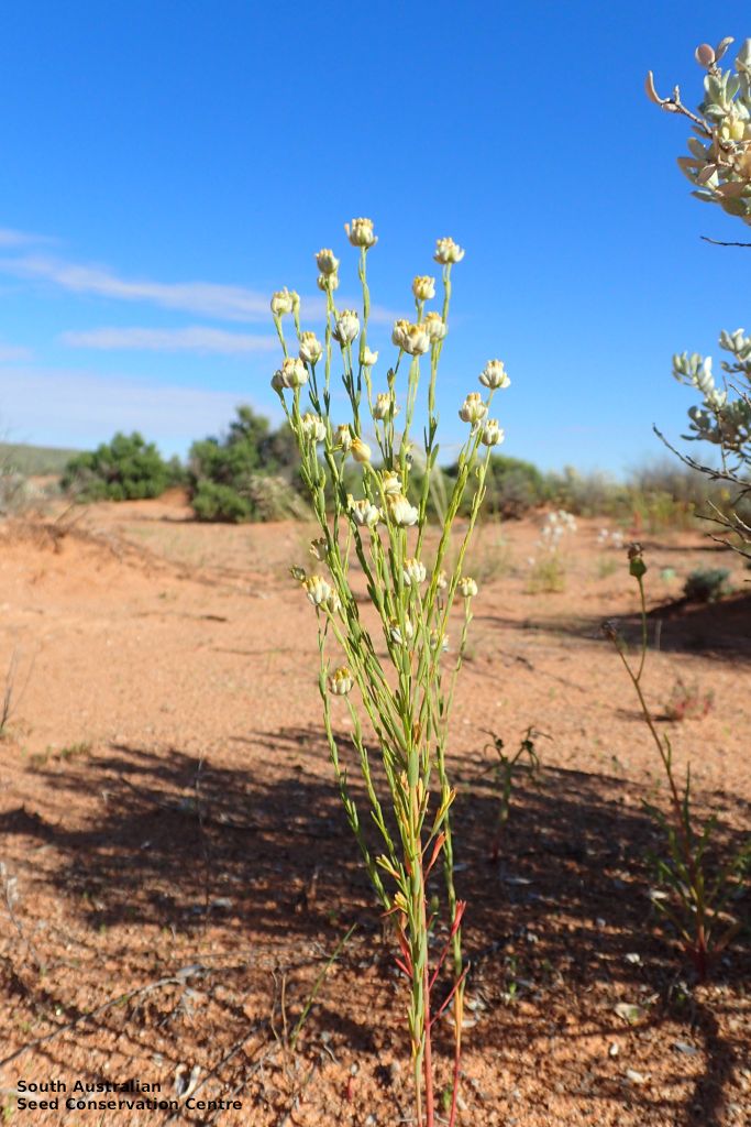 Pimelea Poisoning - Top Country