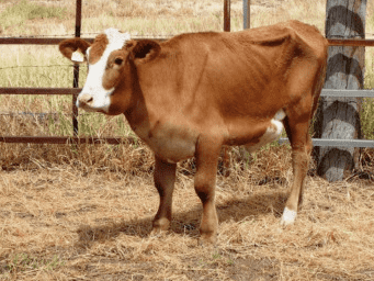 Pimelea Poisoning – Prevention is the only option - Top Country