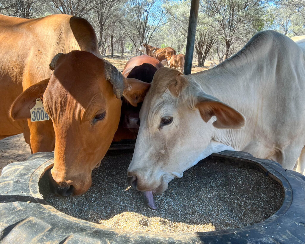 Take it with a Grain of Salt - Top Country