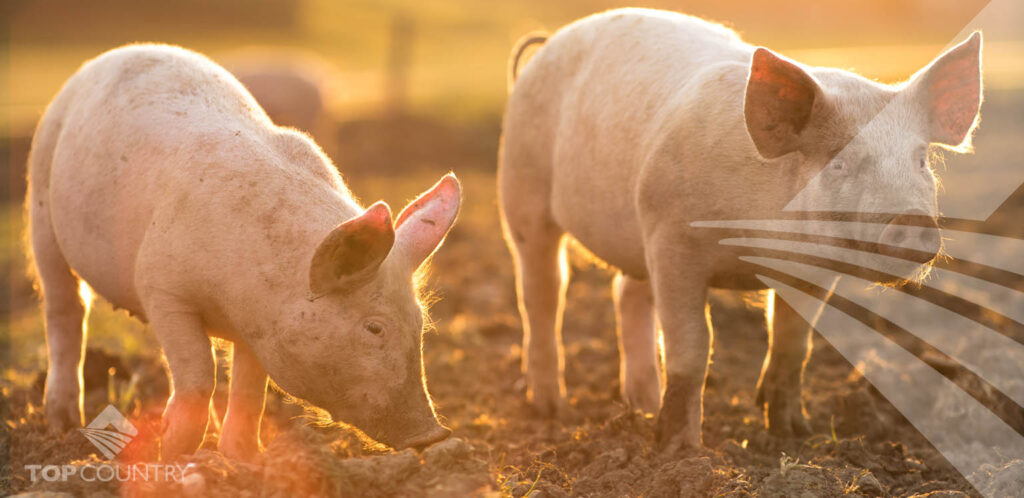 Importance of Targeted Pig Nutrition - Top Country
