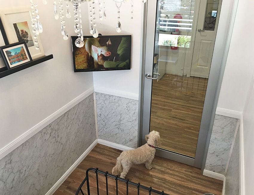 Luxury Pet Boarding