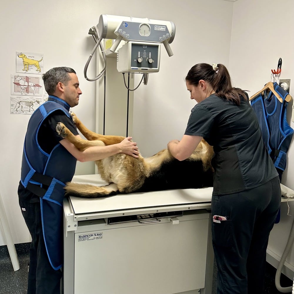 Vet Lounge: Quality Care For Your Furry Friends
