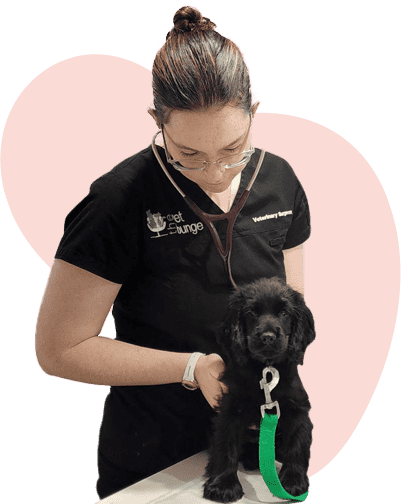 Vet Lounge: Quality Care For Your Furry Friends