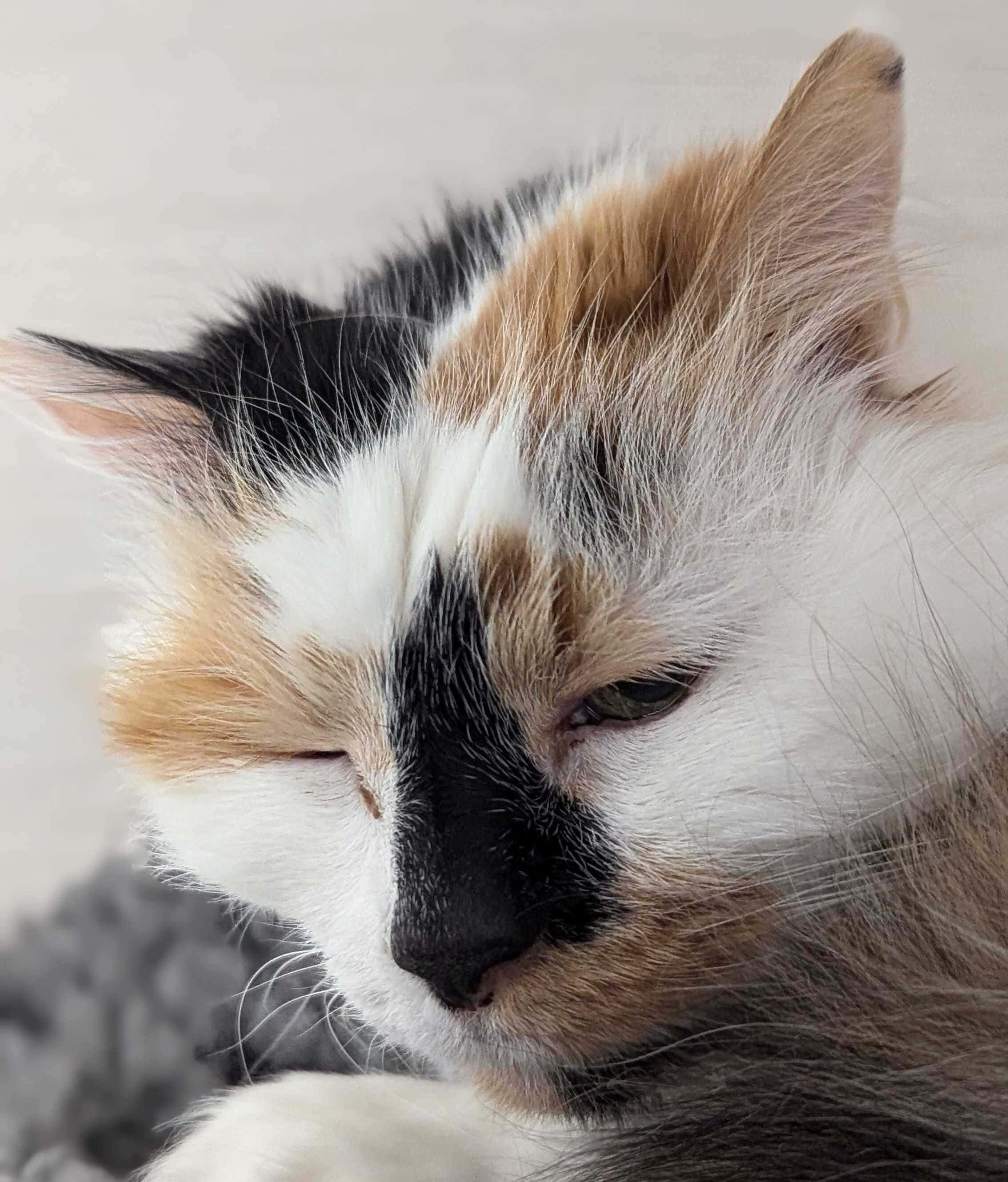 Cushing’s Disease in Cats - The Vet Lounge