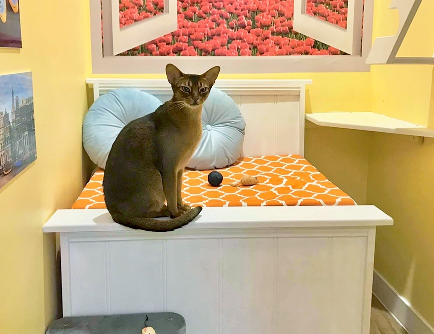 Luxury Cat Boarding