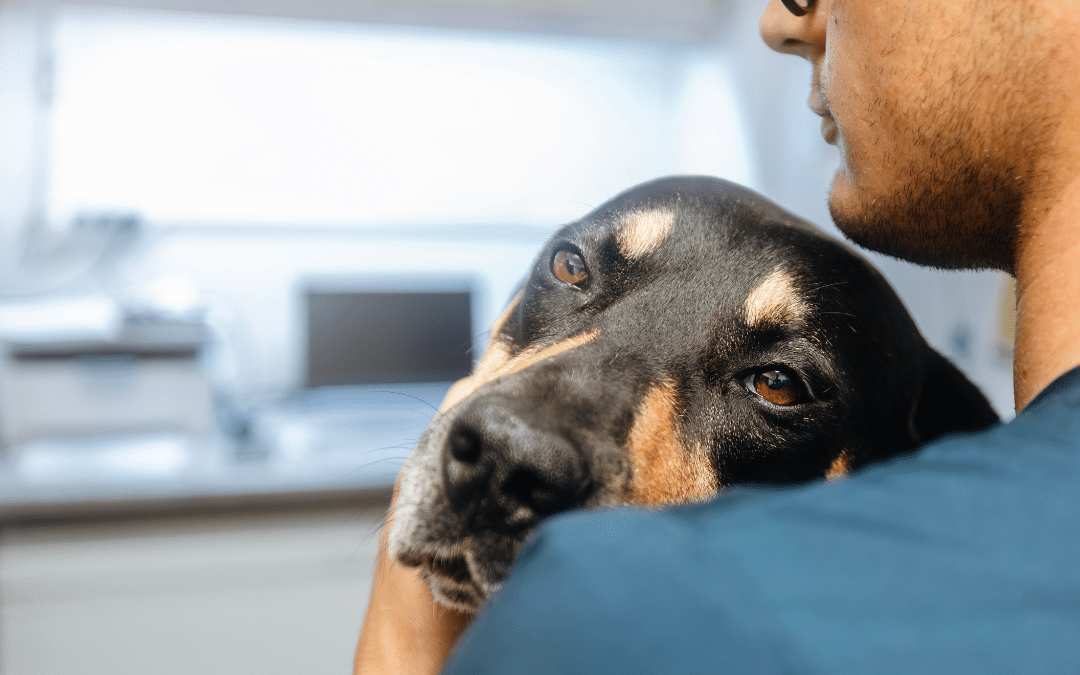 Vet Lounge: Quality Care For Your Furry Friends