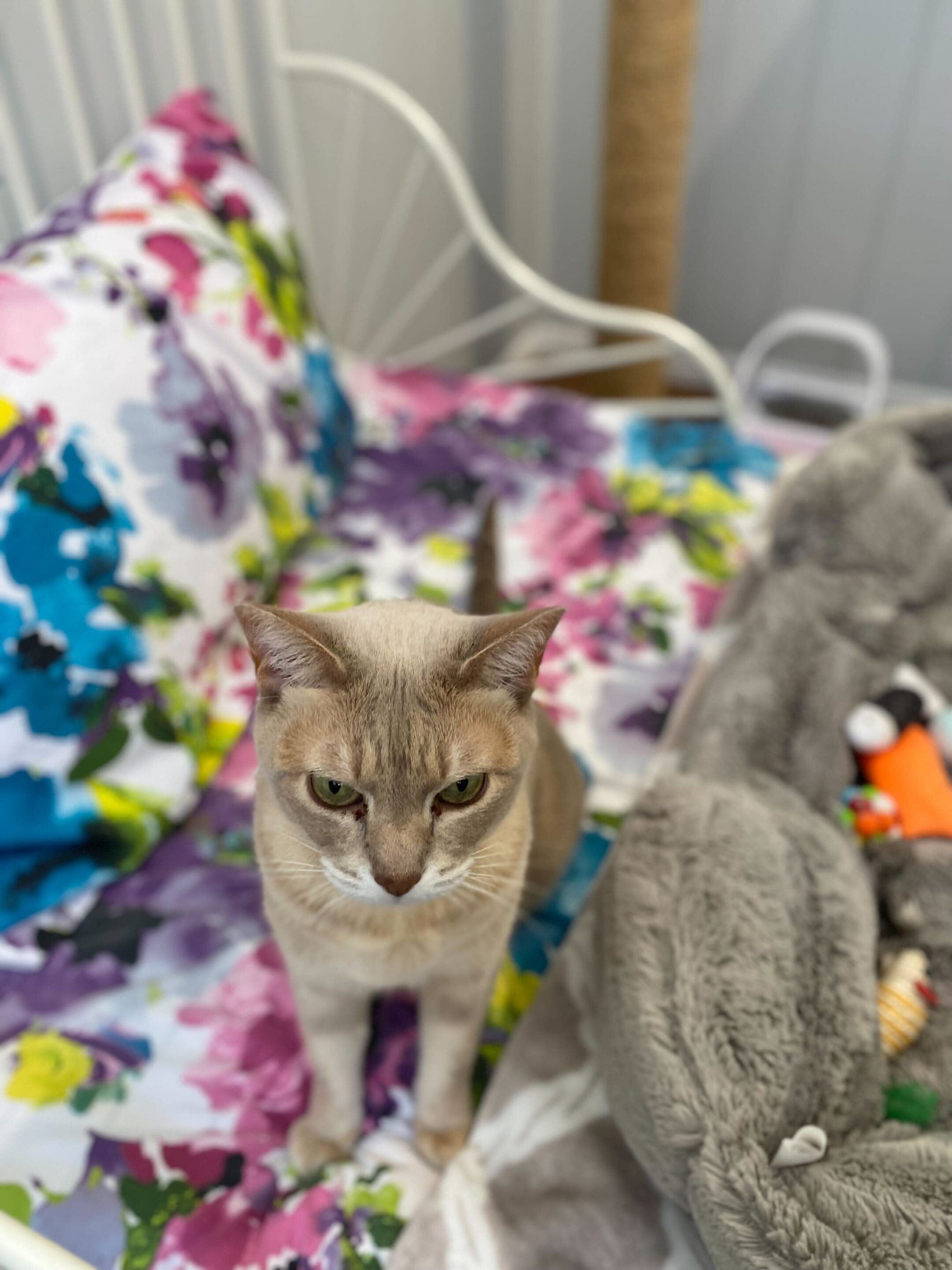 Best Cattery on the Gold Coast | Luxury Cat Boarding