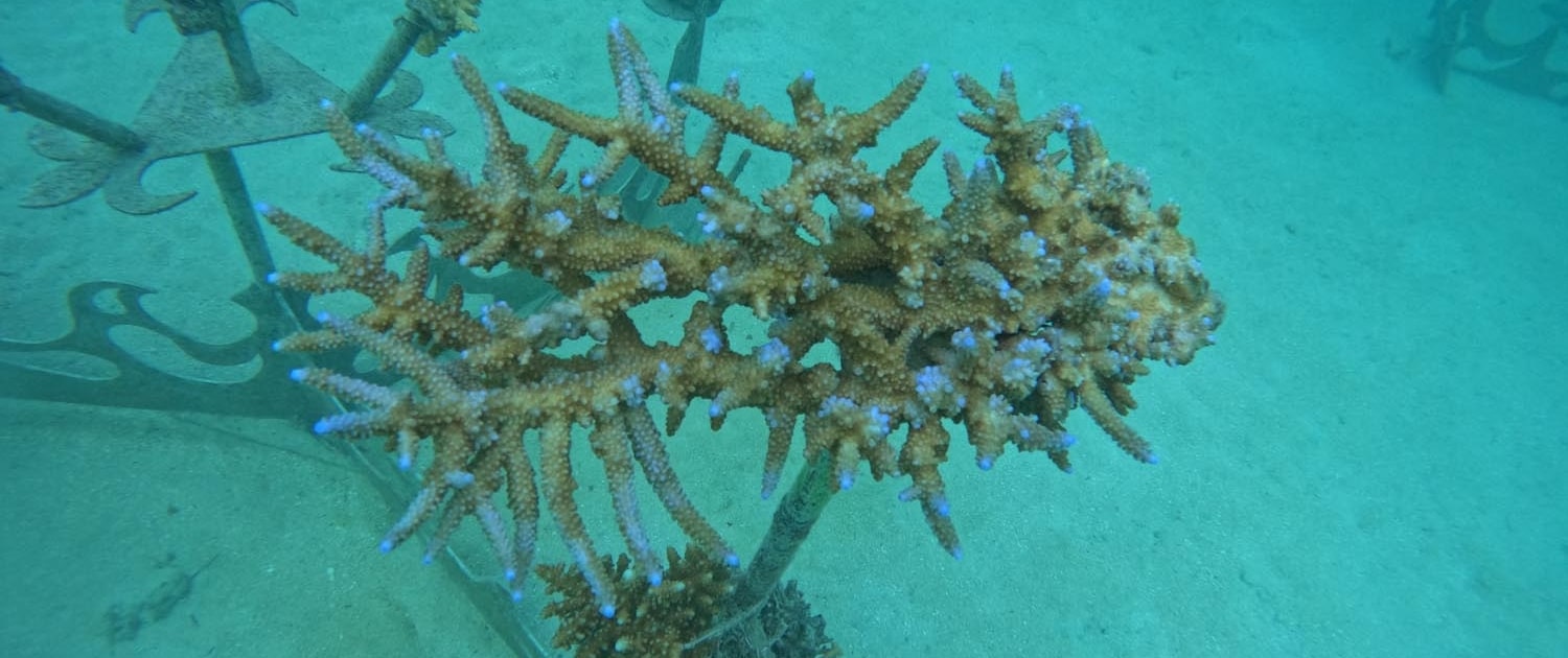 Coral Gene Bank art installation update. Look at that growth already ...