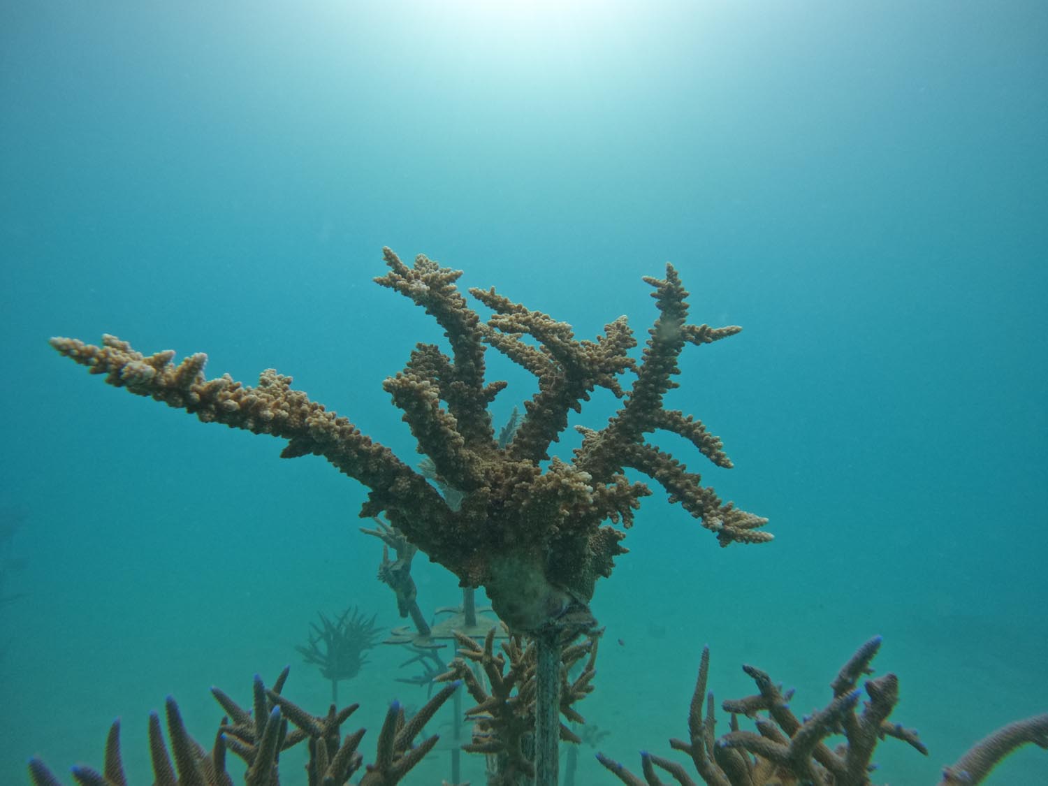 Coral Gene Bank art installation update. Look at that growth already ...