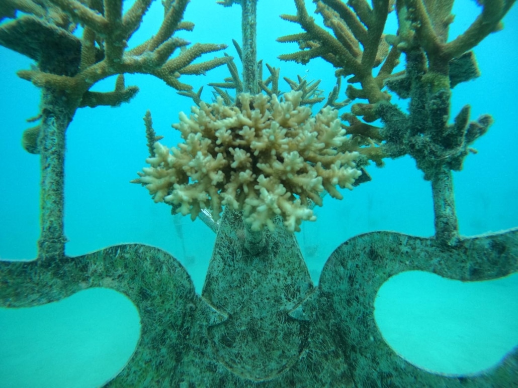 Coral Gene Bank art installation update. Look at that growth already ...