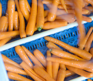 Zerella Fresh Carrots zerellafresh